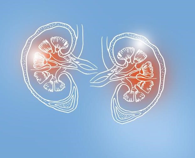 Première française : des équipes de l’AP-HP ont re-transplanté avec ...